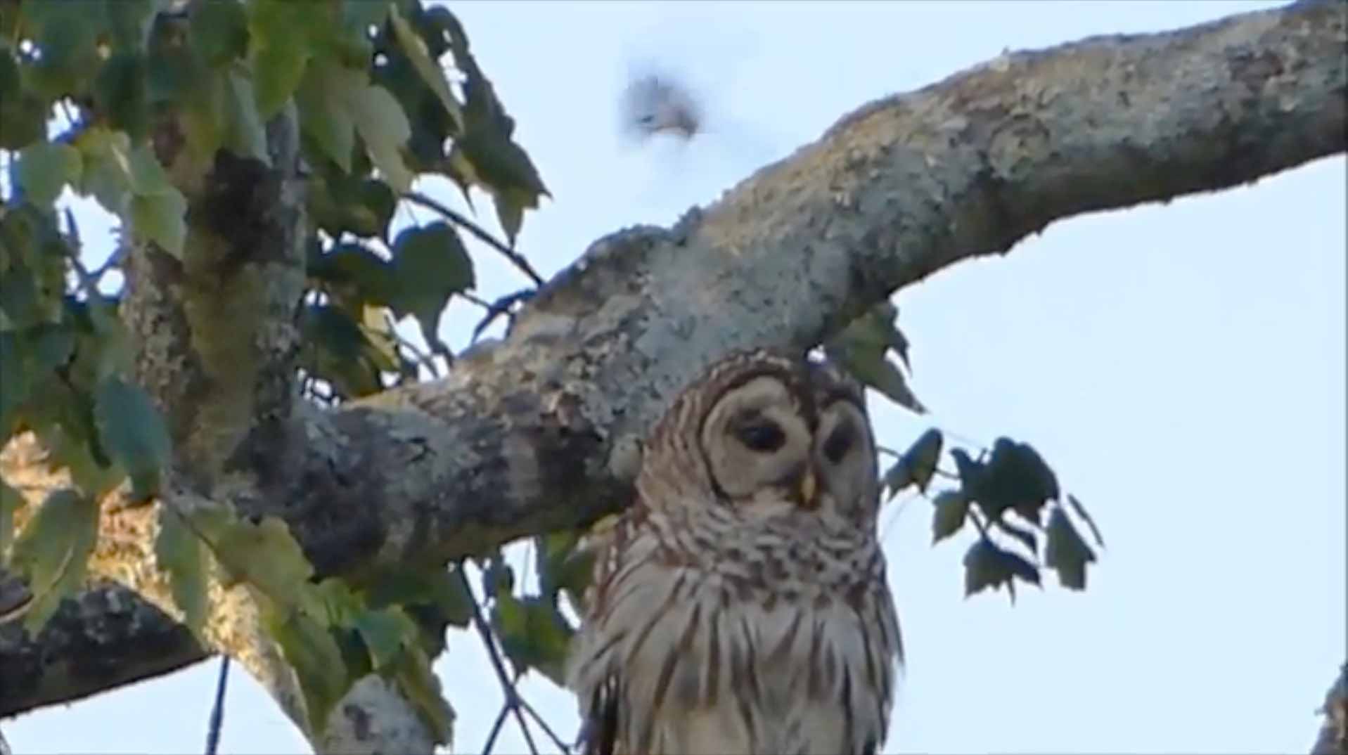 Owl Doesn't Give a Hoot