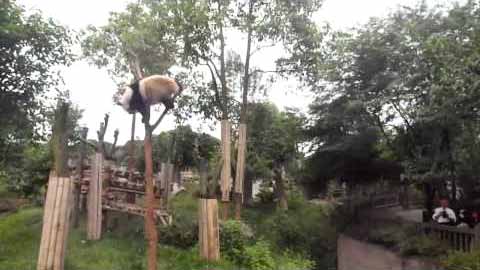 Panda Acrobat