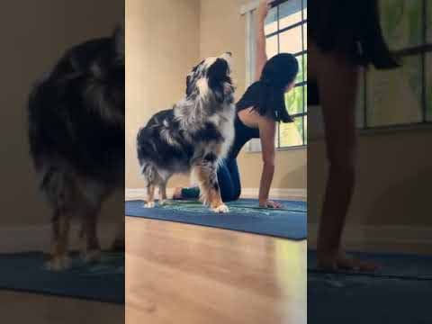 Pawsitively Perfect Yoga Partner