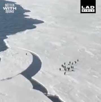 Penguin's Leap Of Faith To Safety
