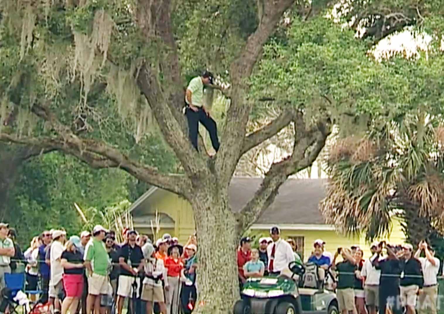 PGA Golfer Hits Chip Shot From A Tree