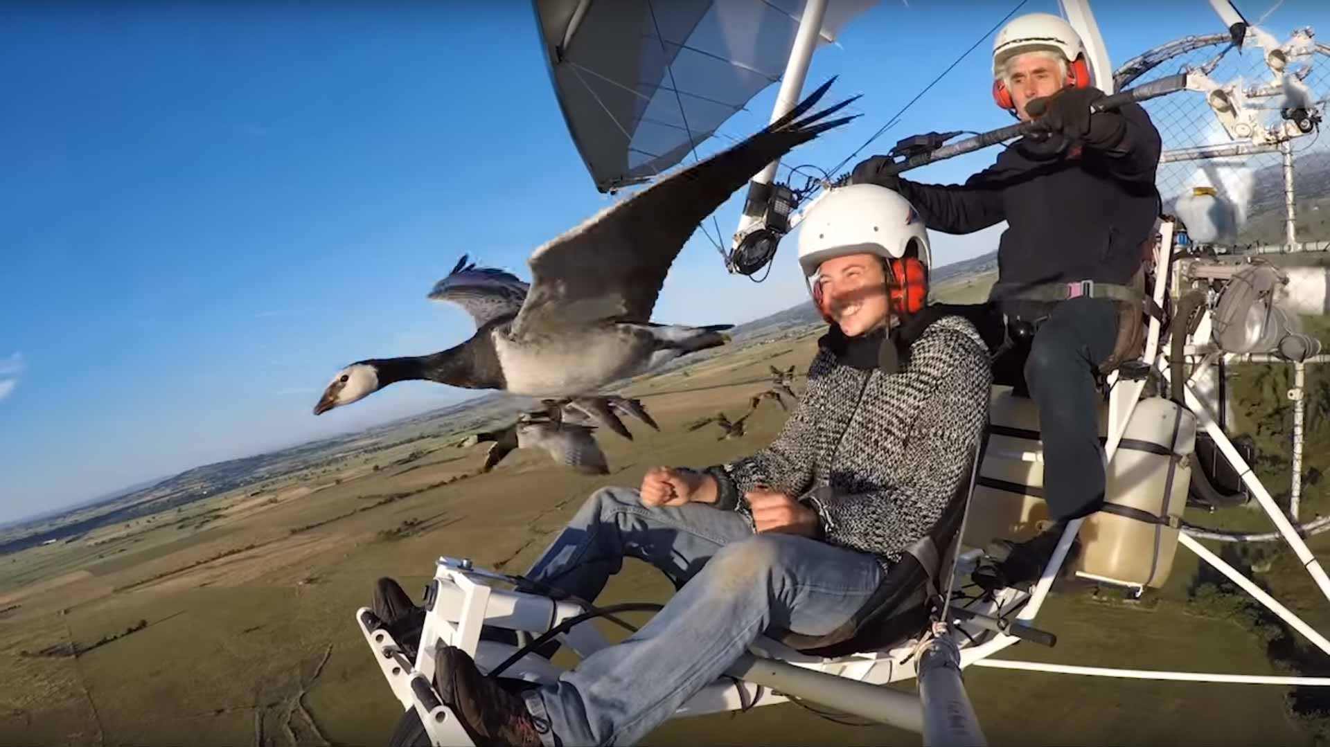 Pilot Takes To The Skies With A Flock Of Birds