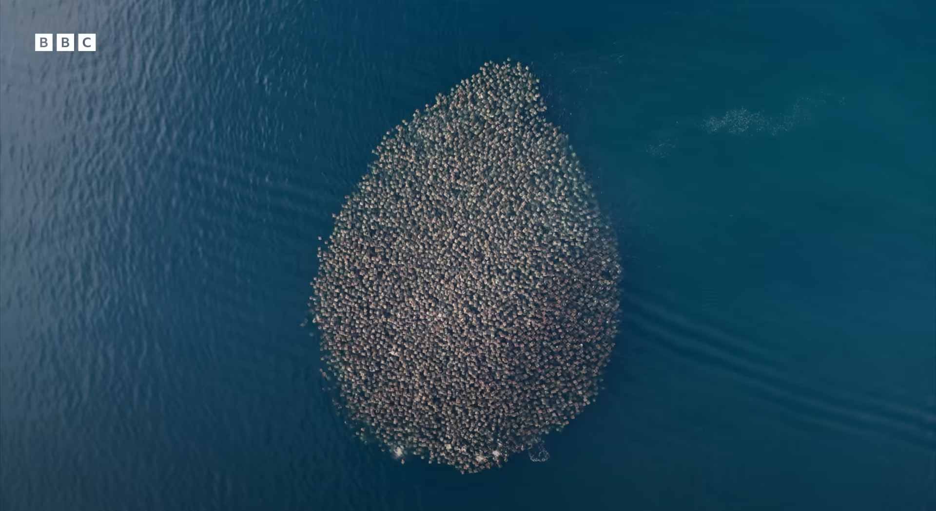 Planet Earth III: A Symphony of Nature