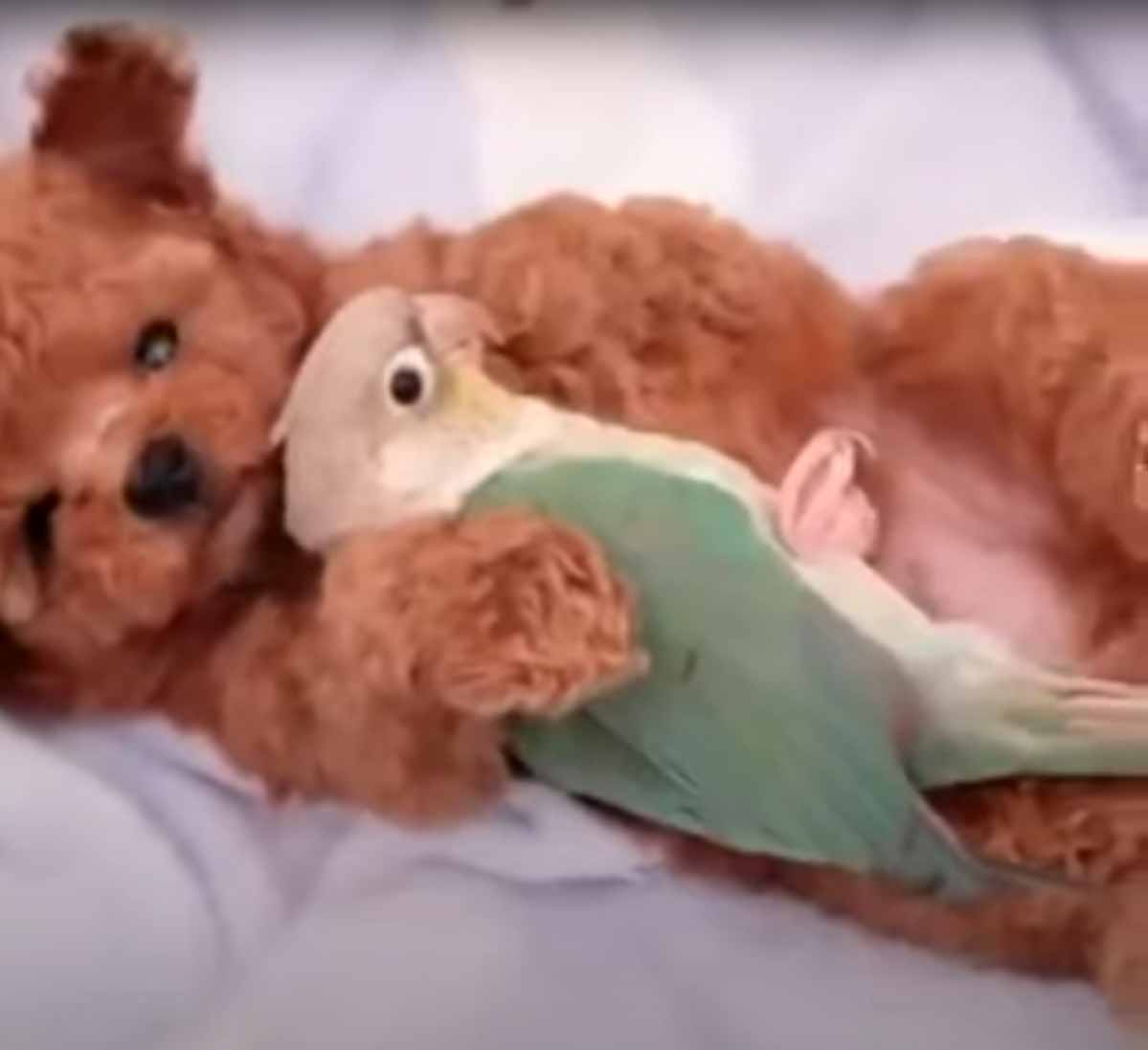 Puppy And Bird Are Best Friends
