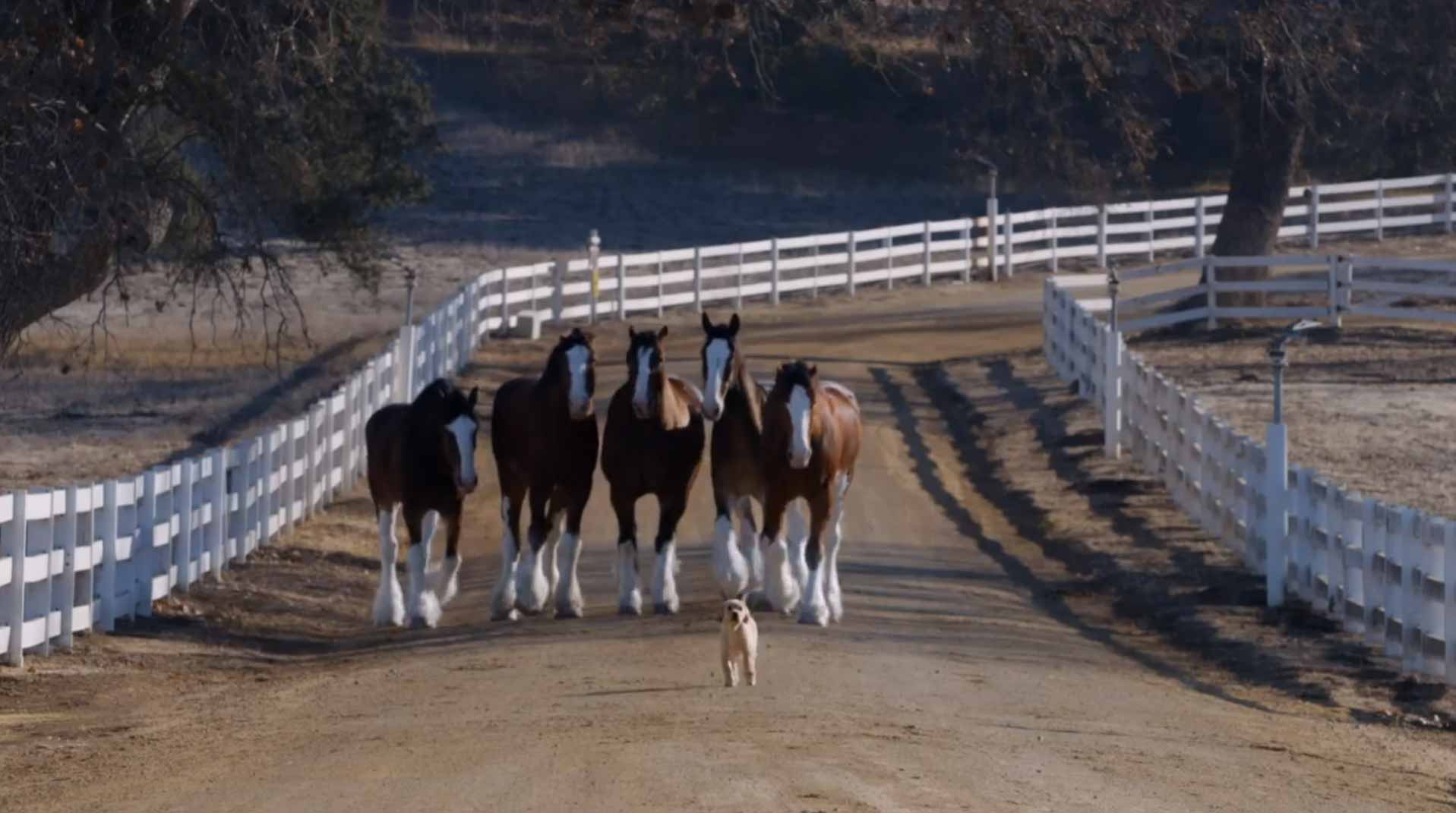 'Puppy Love' Budweiser Super Bowl 2014 Ad