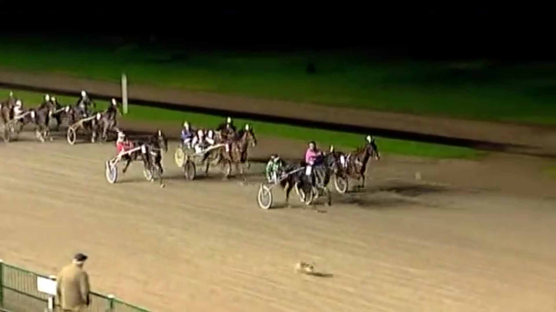 Rabbit Wins Horse Race in the Netherlands