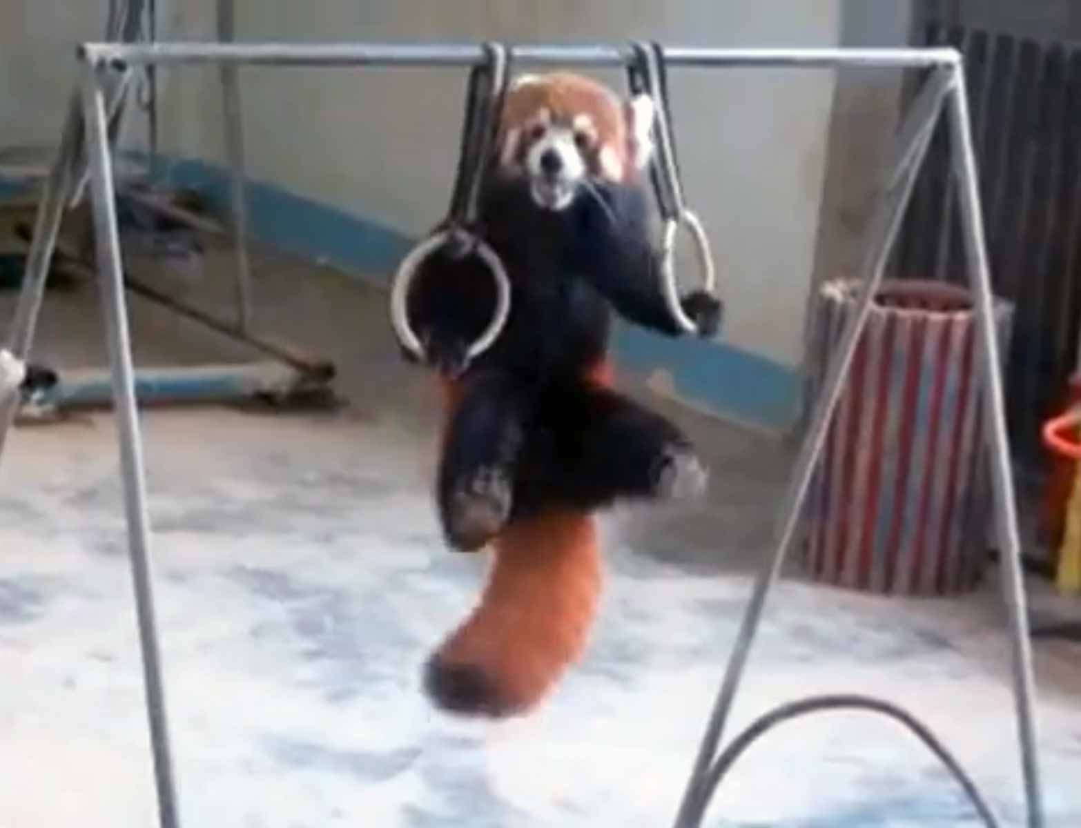 Red Panda Shows Off Gymnastic Rings Pull-Ups