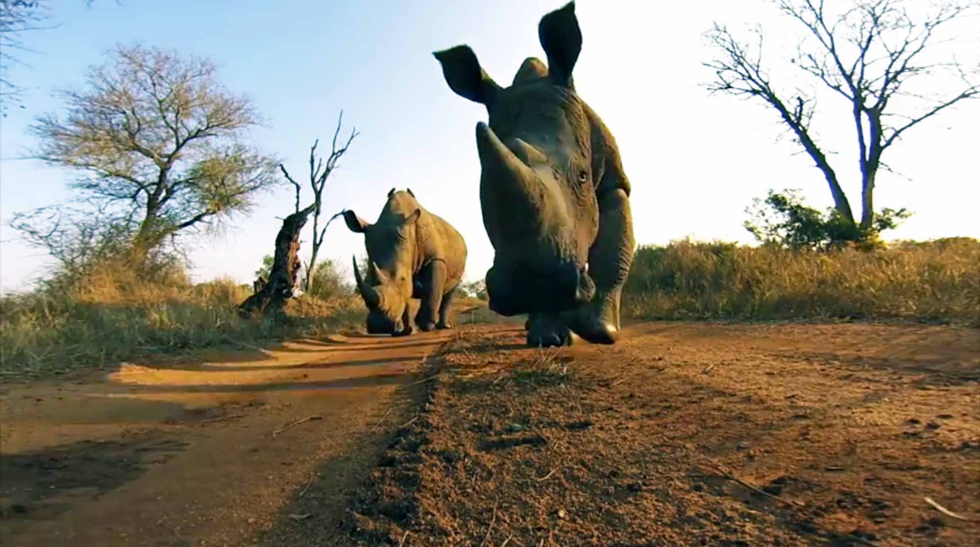 Rhino vs Camera