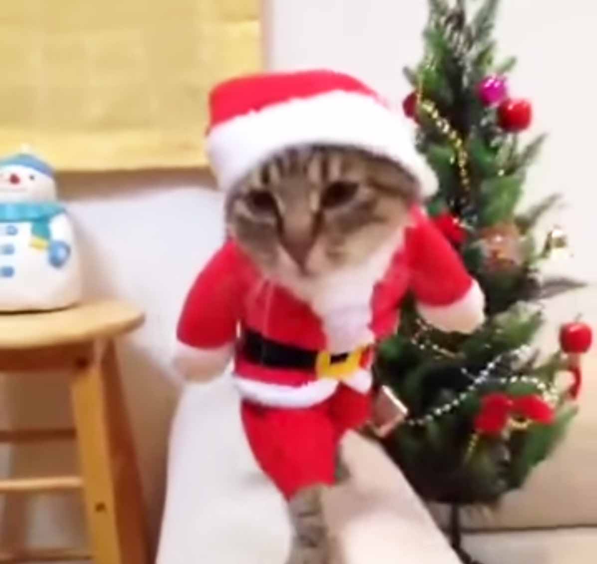 Santa Cat