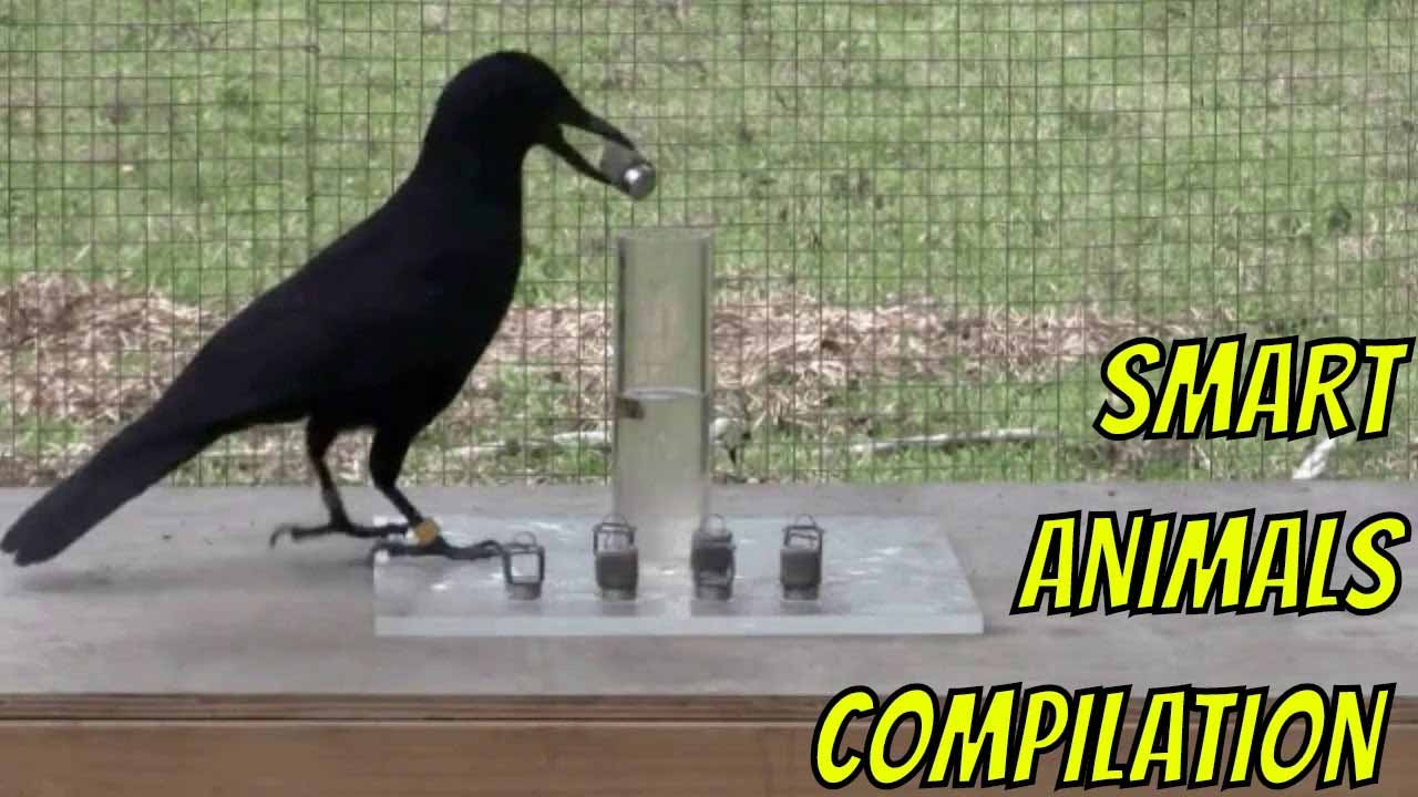Smart Animals Compilation