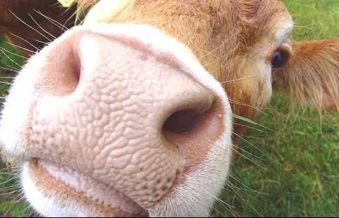 Smart Cows Compilation