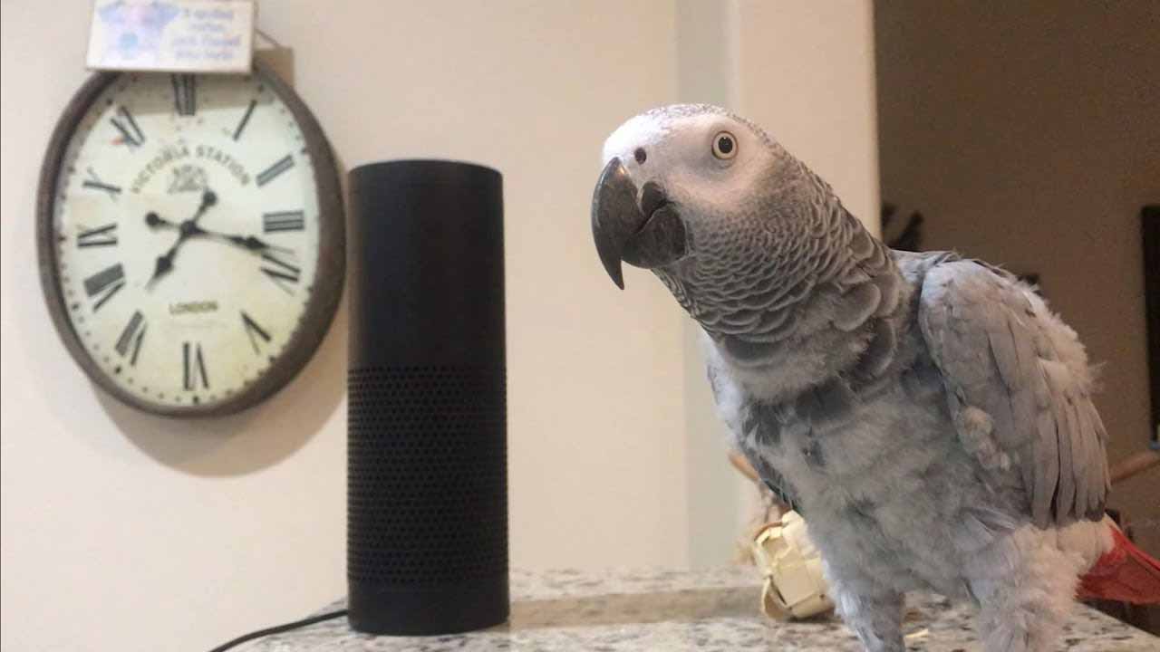 Smartest Most Conversational Parrot & Home Automation Expert