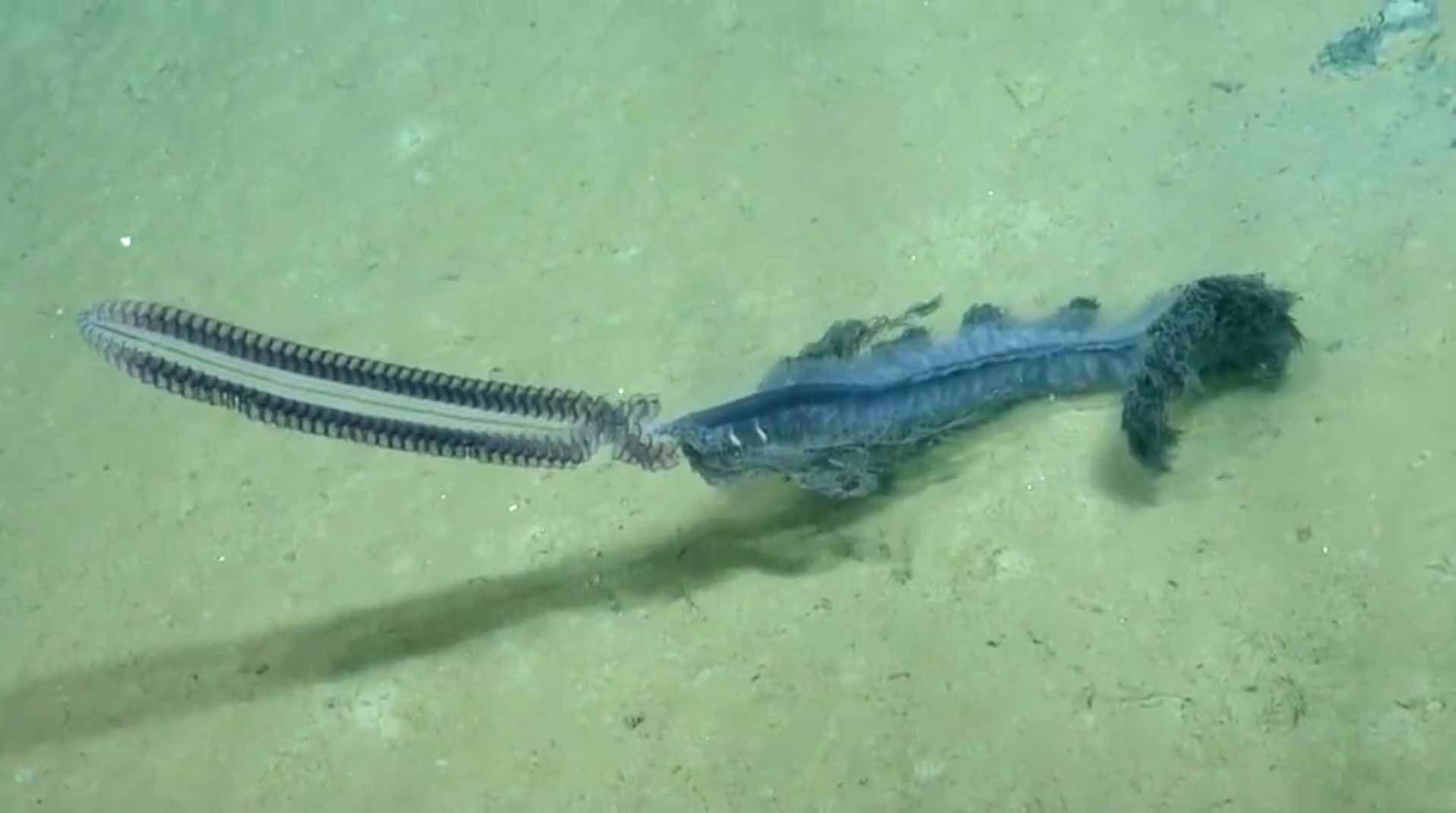 Stunning Deep Sea Siphonophore