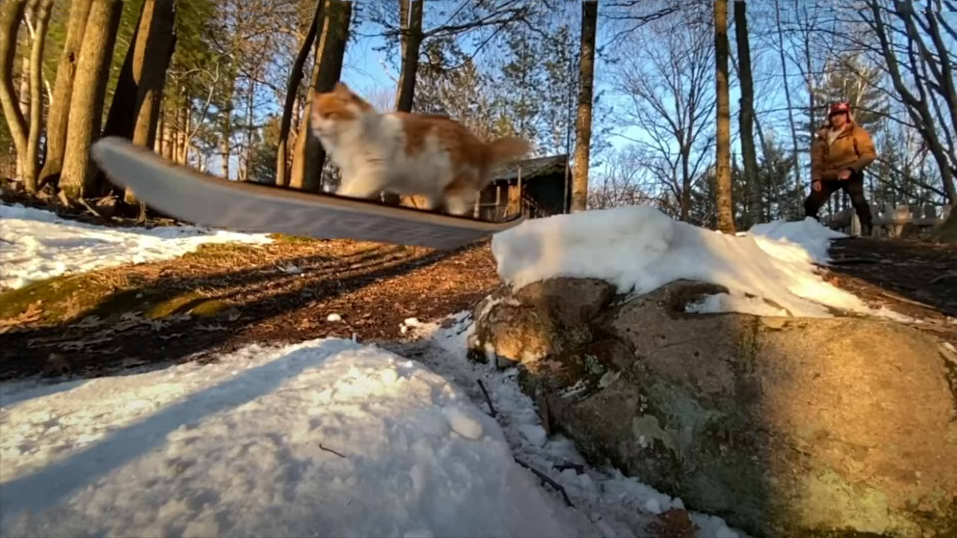 Taddy Snowskate 2020 Best Cat Skate Video Ever