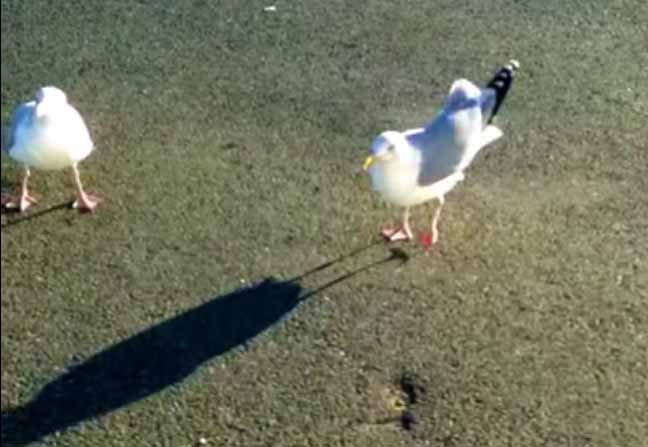 Tap Dancing Seagull
