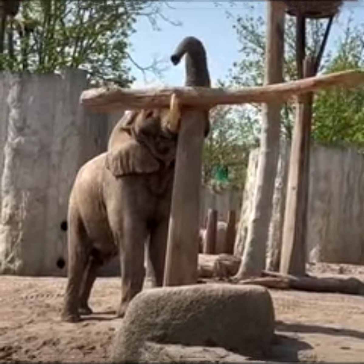The Balancing Elephant