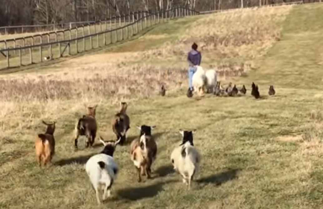 The Farmer's Entourage: A Delightful Parade of Chickens, Dogs, Ducks ...
