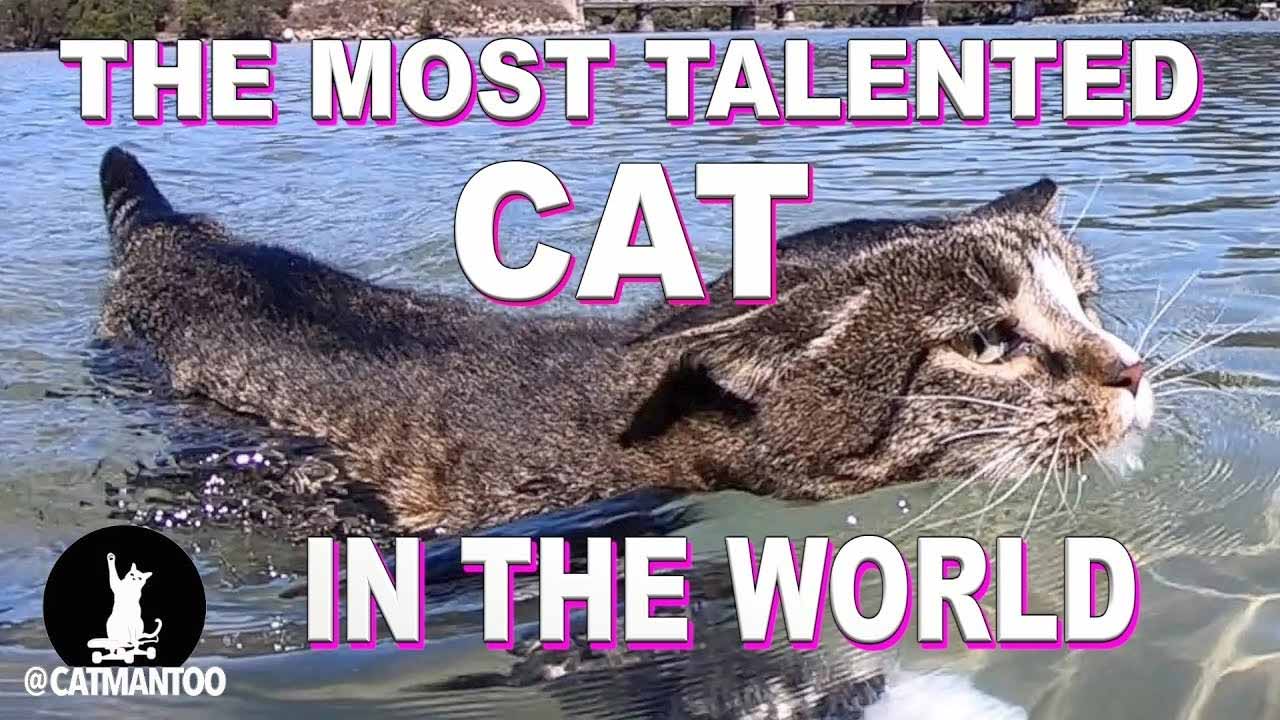 The World's Most Talented Cat Lives In Australia