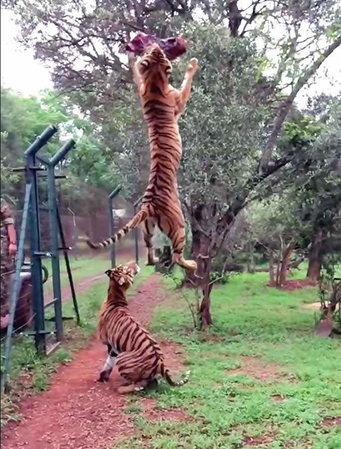Tiger Jumps To Catch Meat