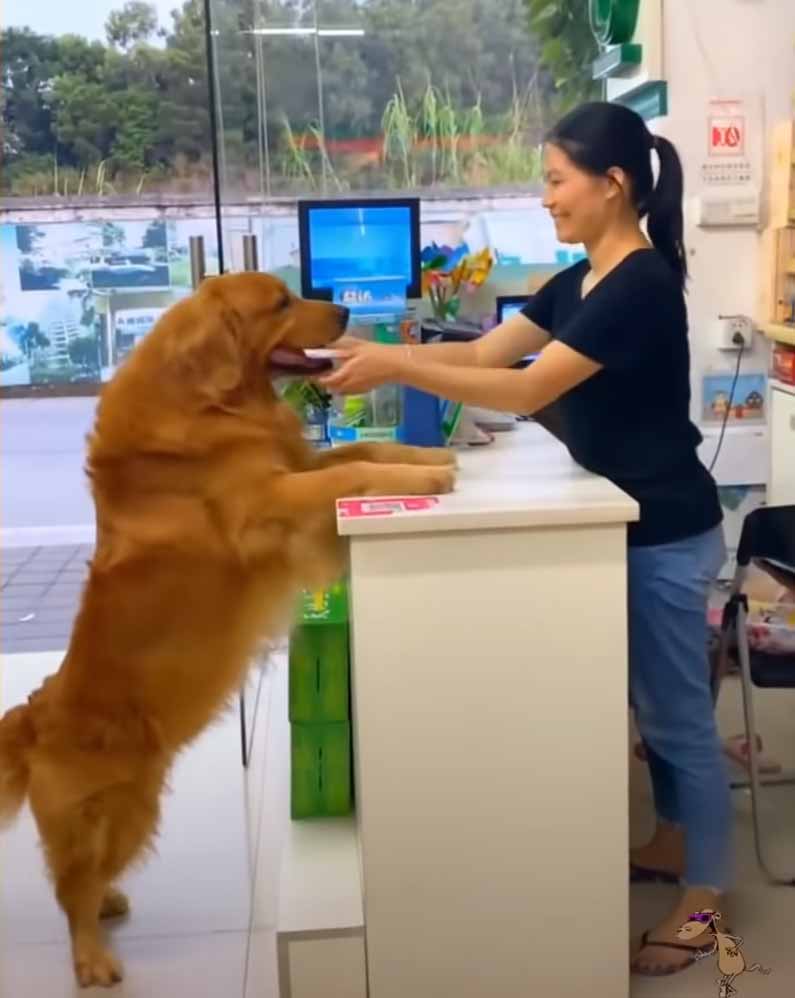 Unbelievable Moments of Animal Genius Caught on Camera Unbelievable Moments of Animal Genius Caught on Camera