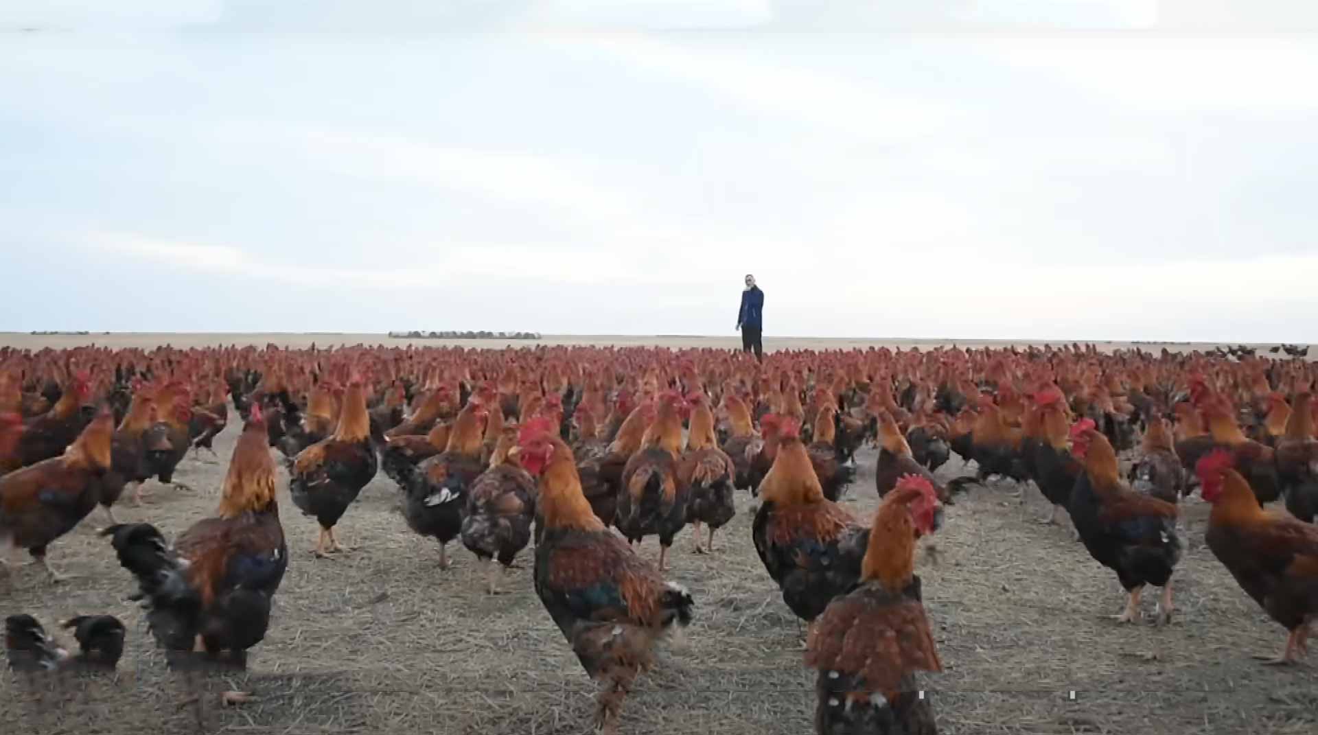 Viral Sensation: The Farmer and His 70,000 Free-Range Chickens Changing ...