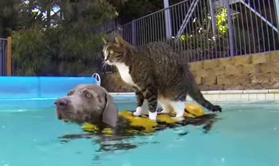 Whatever Dogs Can Do - Cats Can Do Too!