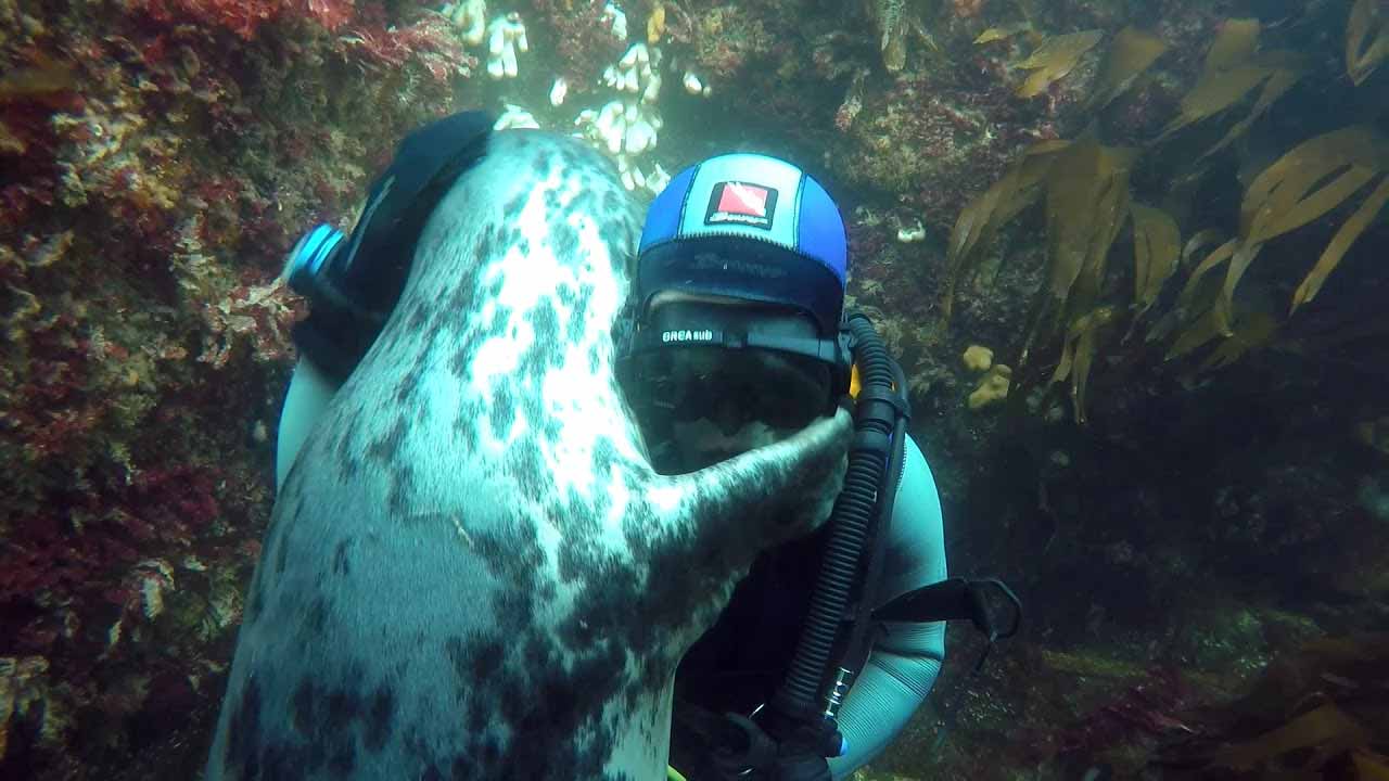 Wild Grey Seal Gives Big Hug to Human Diver