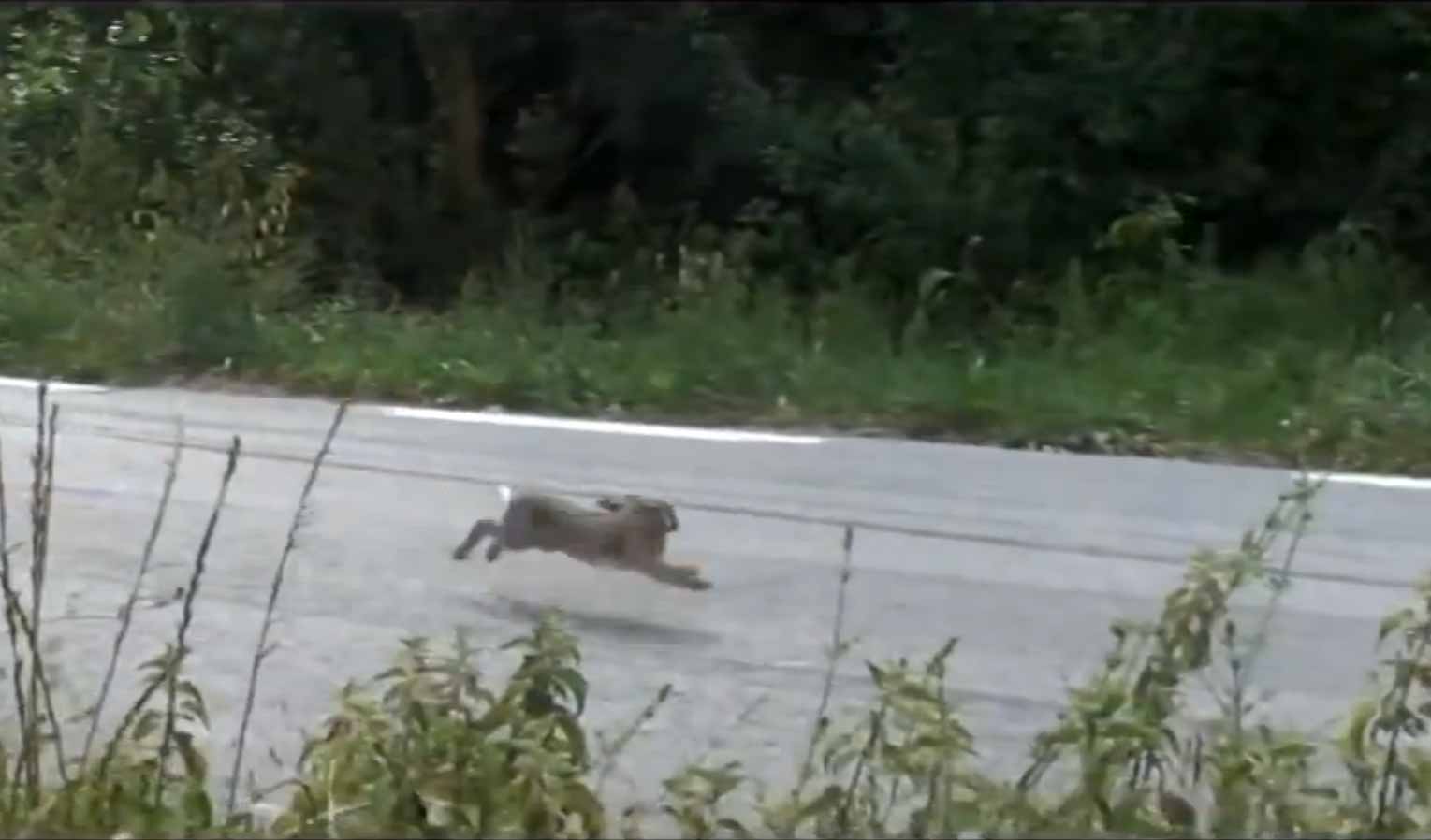 Wild Hare Competes In Rally Car Race