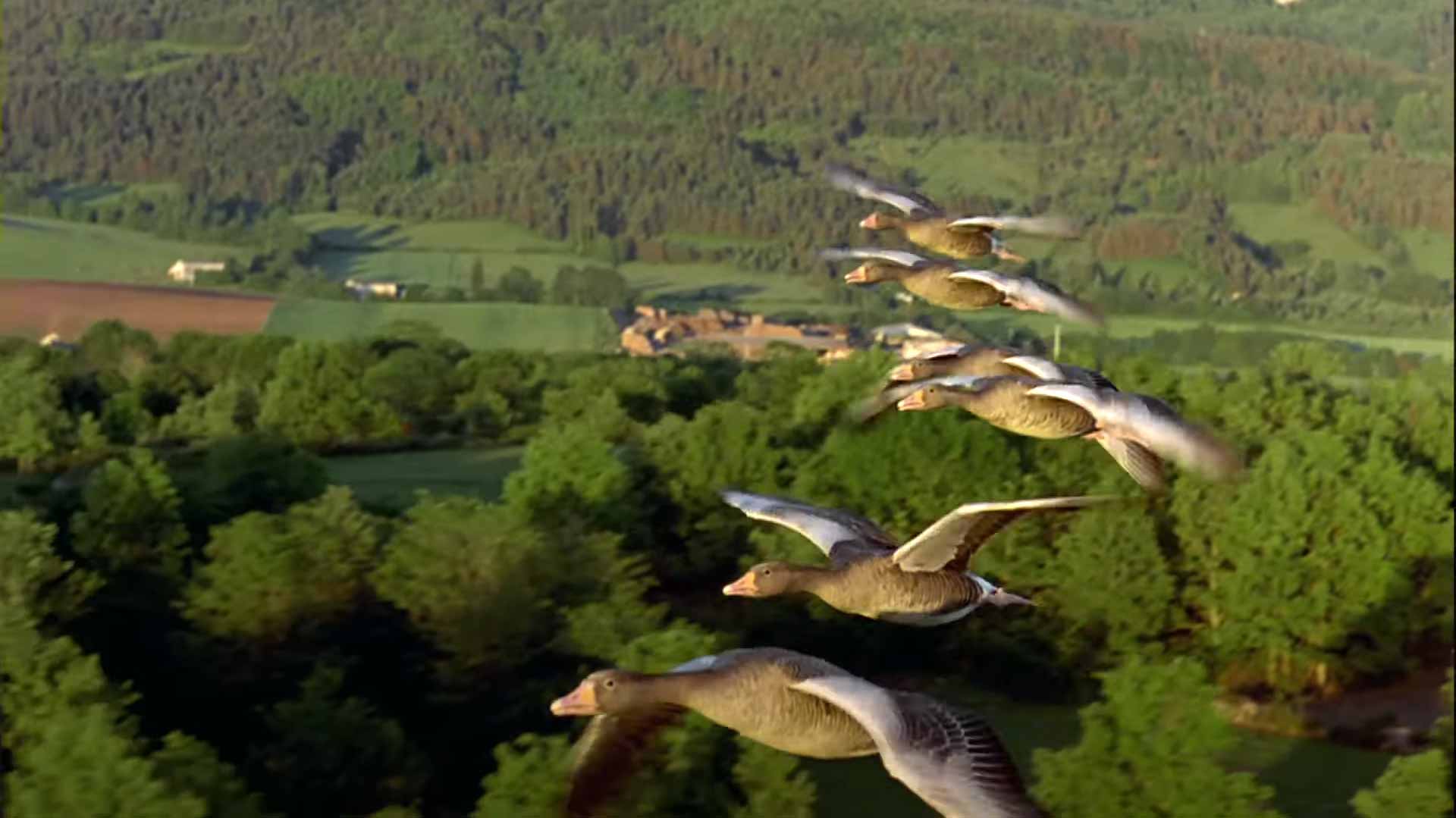 'Winged Migration' ”“ Documentary Preview